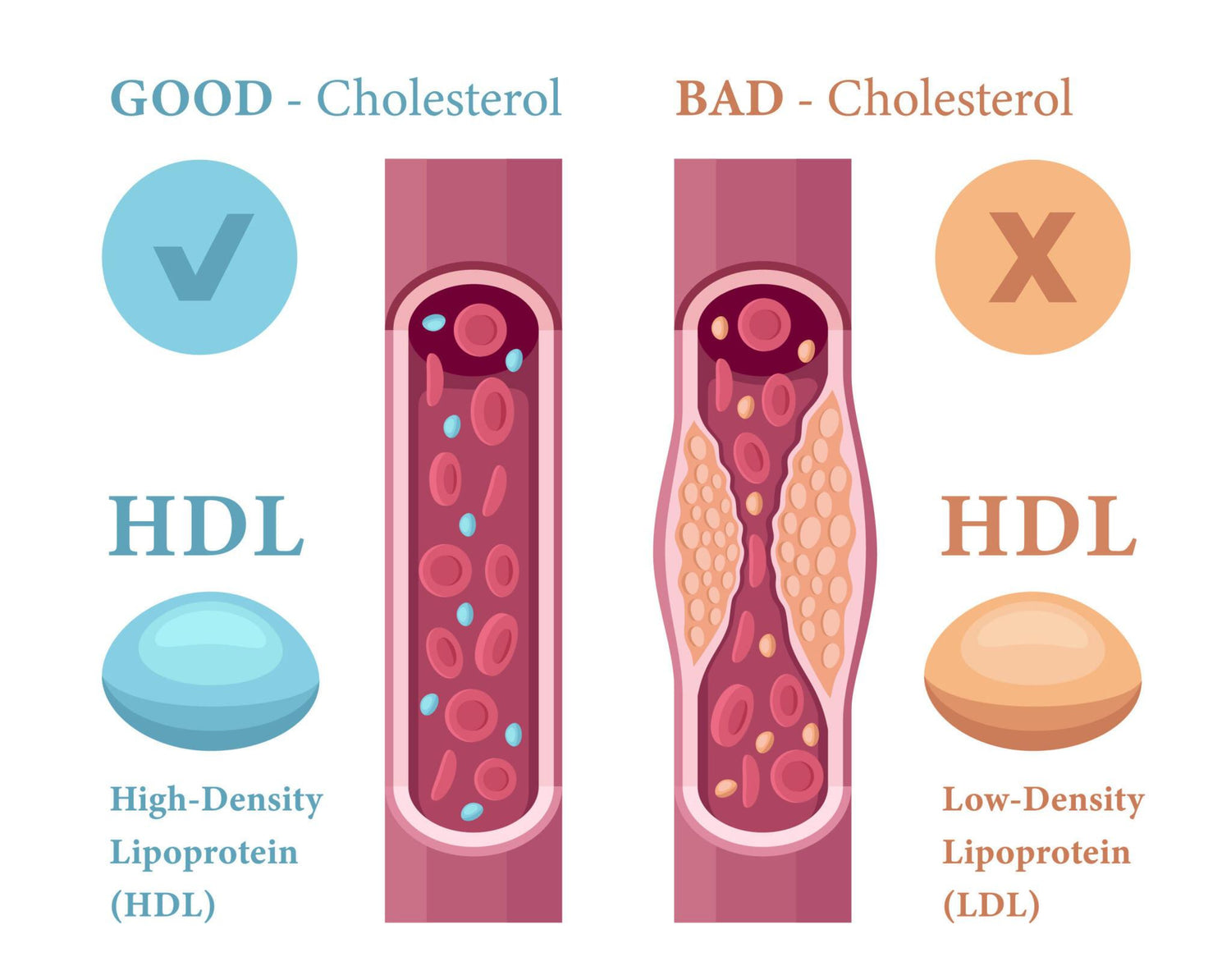 All About HDL (Good), LDL (Bad) Cholesterol and Triglyceride – Herbovedam